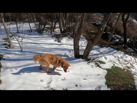 KÖPEKLERİMİZİ BESLEMEK İÇİN KÖYDEYDİK...KÖY EVİMİZDE FIRTINA İZLERİ