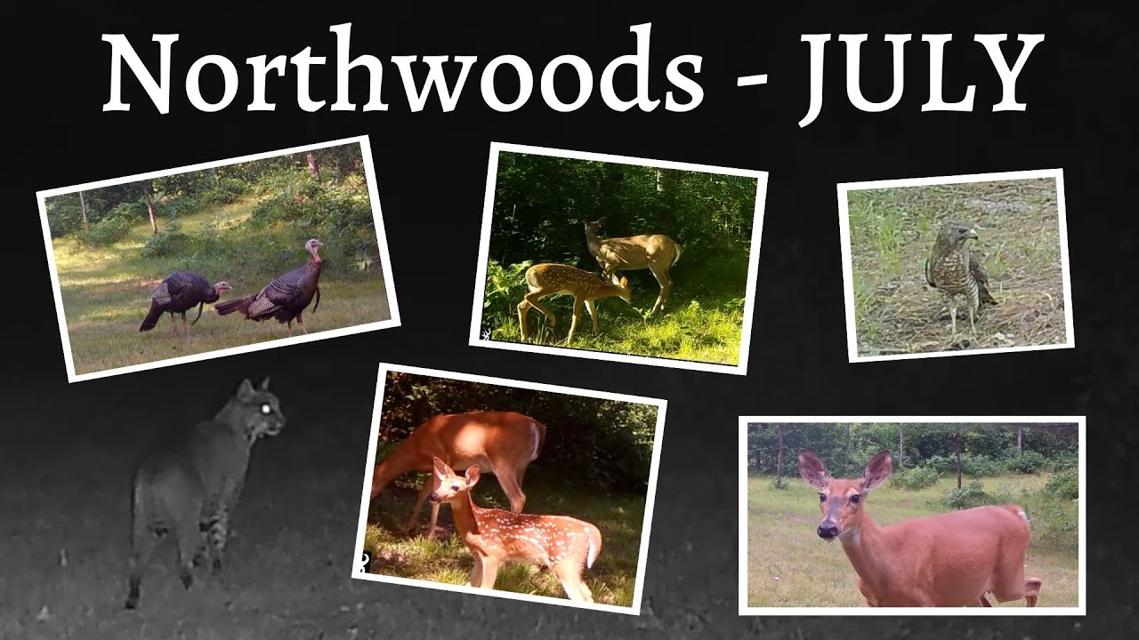 Secrets of the Forest (July - Part 1) - YouTube