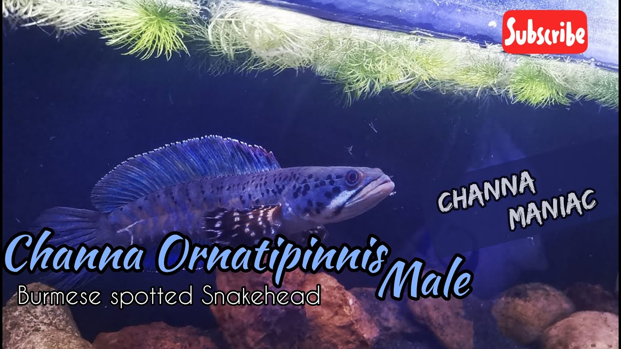 Channa Ornatipinnis - Male ♥️ #channidae #snakehead #ornatipinnis # ...