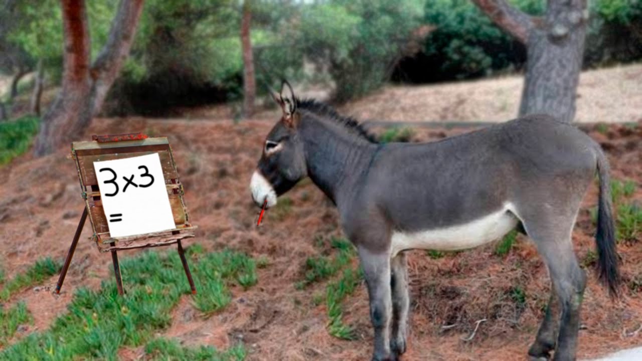 CONHEÇA O BURRO MAIS INTELIGENTE DO MUNDO - YouTube