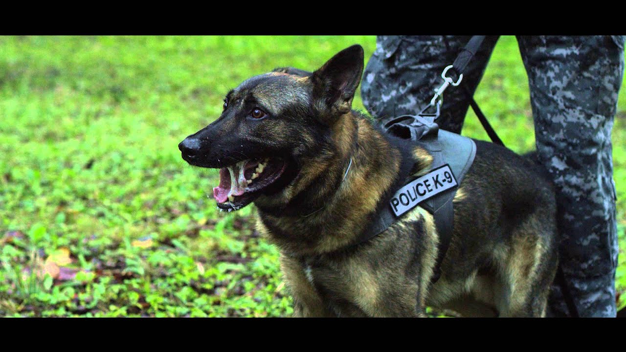 Bite Work & Tracking - AMK9 Law Enforcement - YouTube