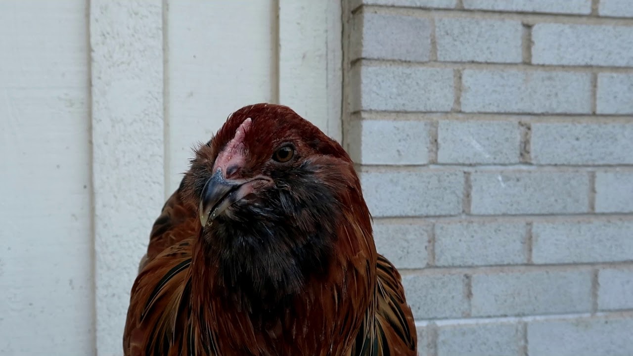 My chicken is Sneezing! - YouTube