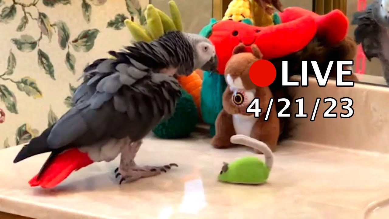 Einstein Parrot FB Live Replay 4/21/23 - YouTube
