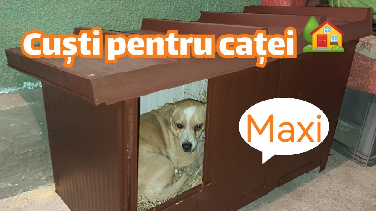 Am facut CUSTI pentru CATEII STRAZII-Un video pt iubitorii de animale ...