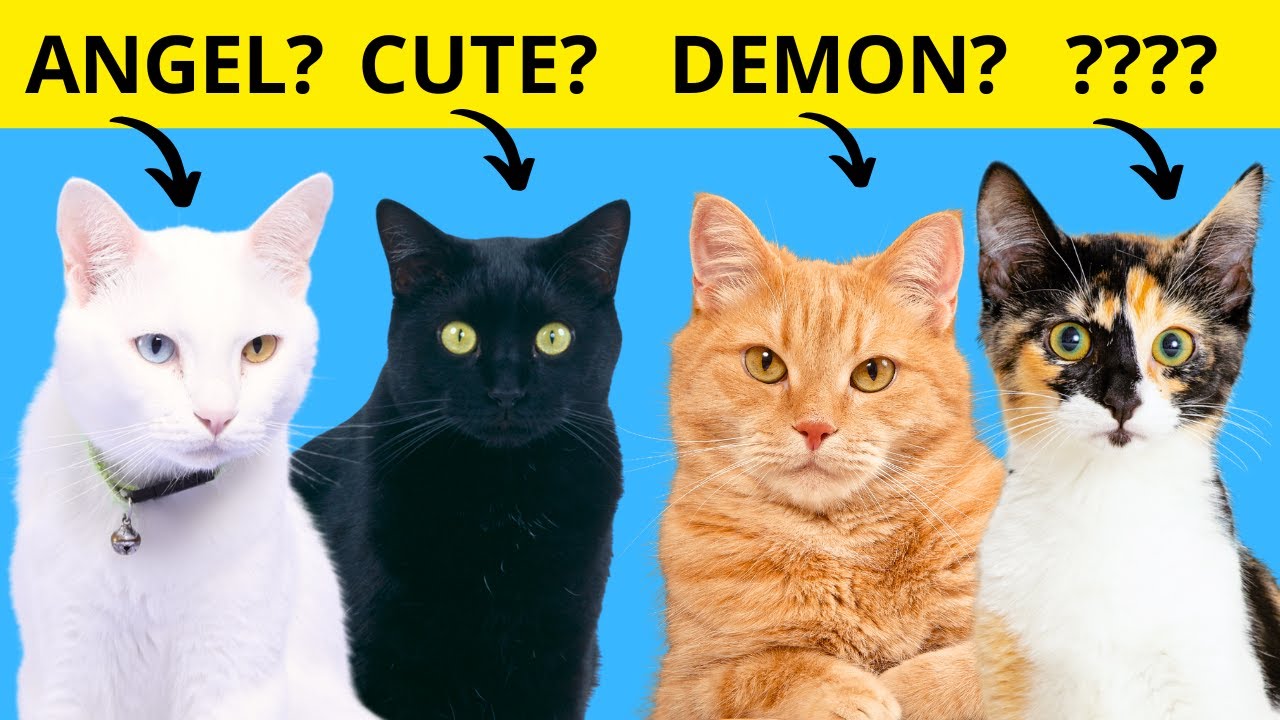 What YOUR CAT's COLOR Says About Their PERSONALITY - YouTube