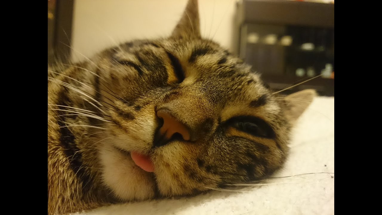 Cat dreams... Sueños de gato - YouTube