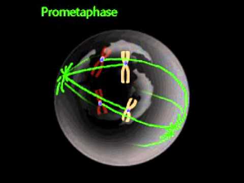 The Cell Cycle & Mitosis Animation - YouTube