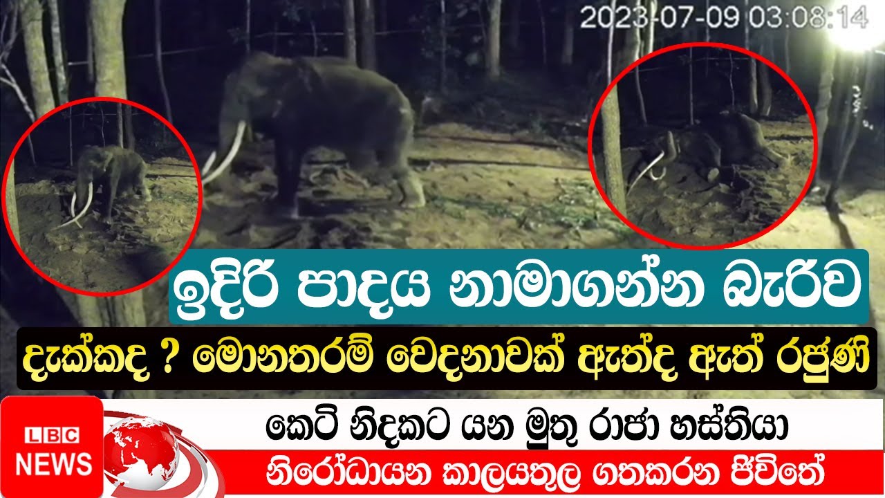 මුතු රාජා නින්දටයන සිසිටිවි දර්ශන🐘 || Muthu raja elephant || Tusker ...
