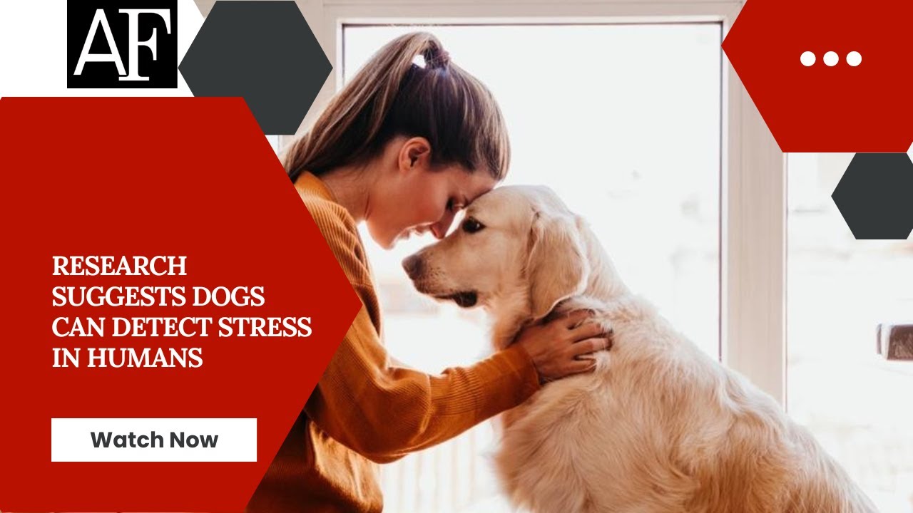 Research suggests dogs can detect stress in humans - YouTube