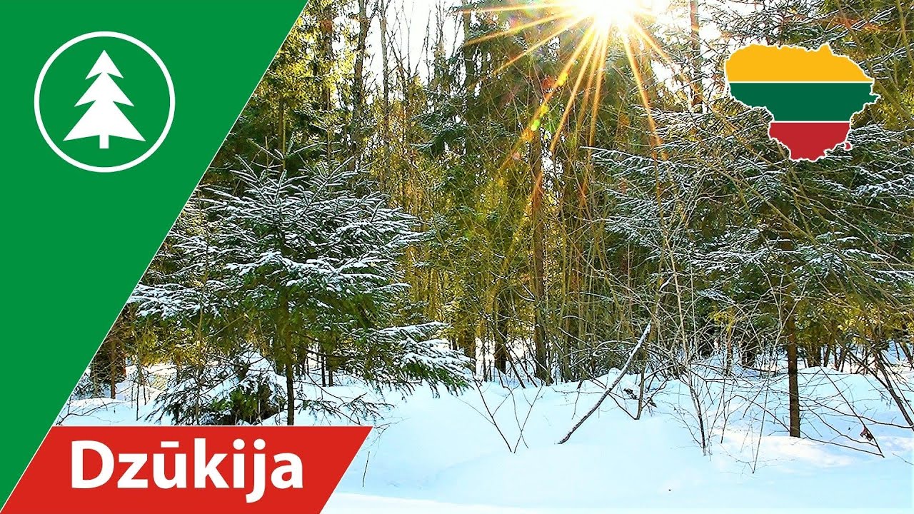 Dzūkija National Park - YouTube