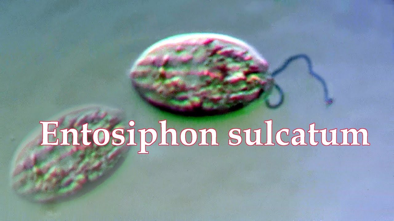 Entosiphon sulcatum - YouTube