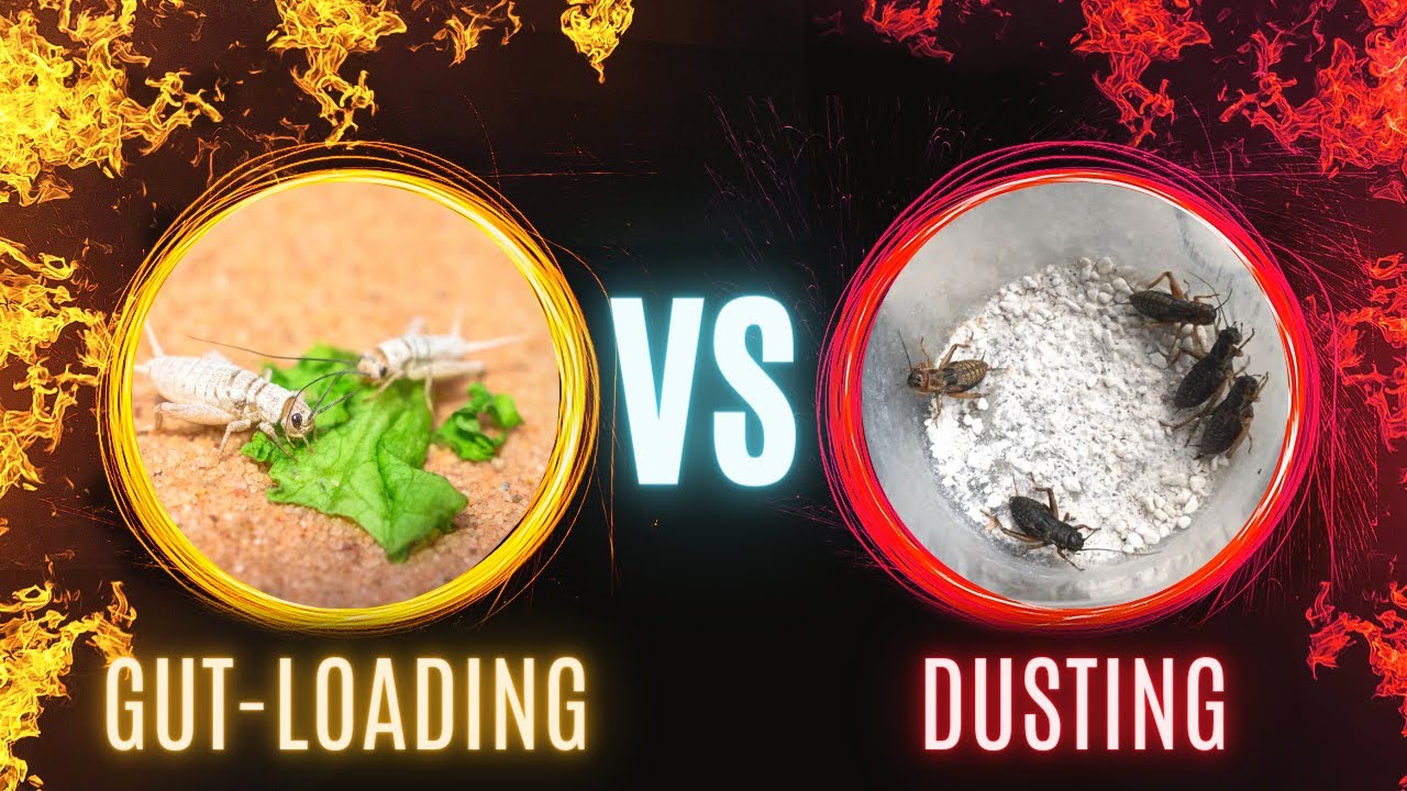 Gut-Loading vs Dusting - - Are YOU Offering Proper Nutrients to Your ...