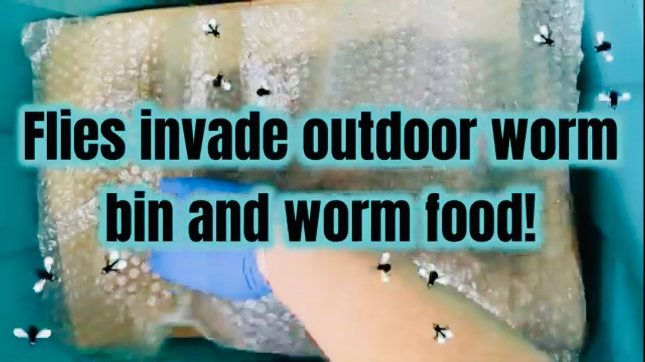Fly invasion in worm bin and worm food! - YouTube