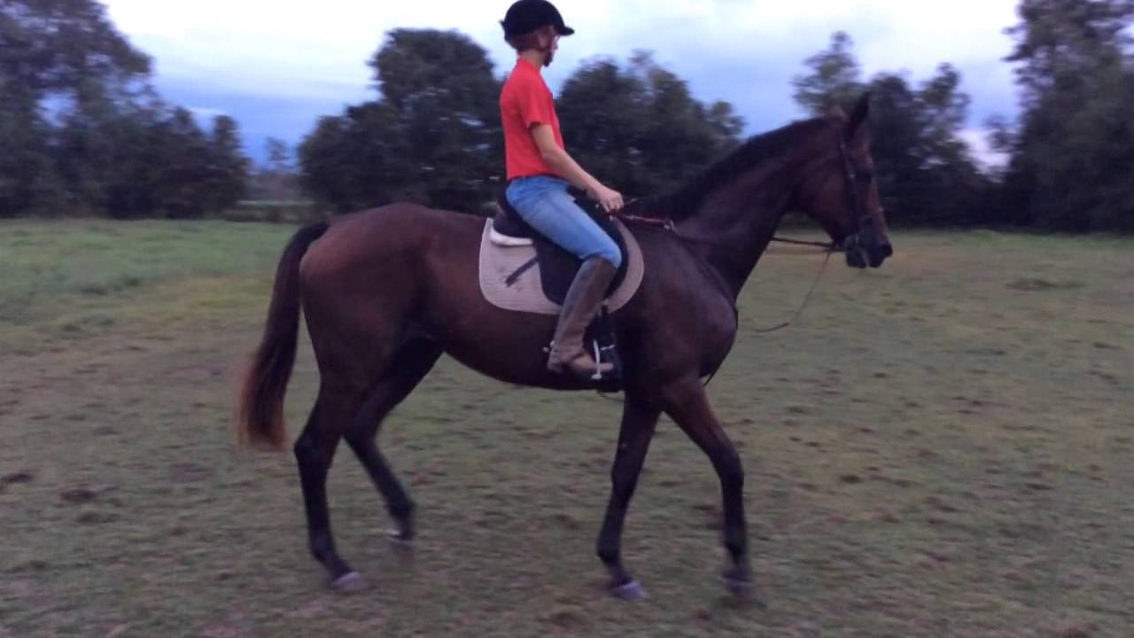 DeDancer w/t/c jumping 3 feet September 2015 - YouTube