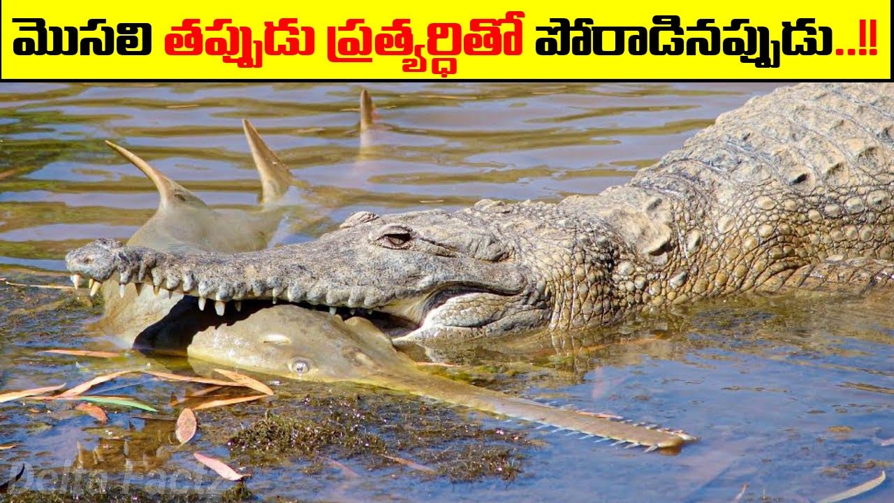 ప్రమాదకరమైన మొసలితో పోరాడిన జంతువులు|| when crocodile messed with wrong ...