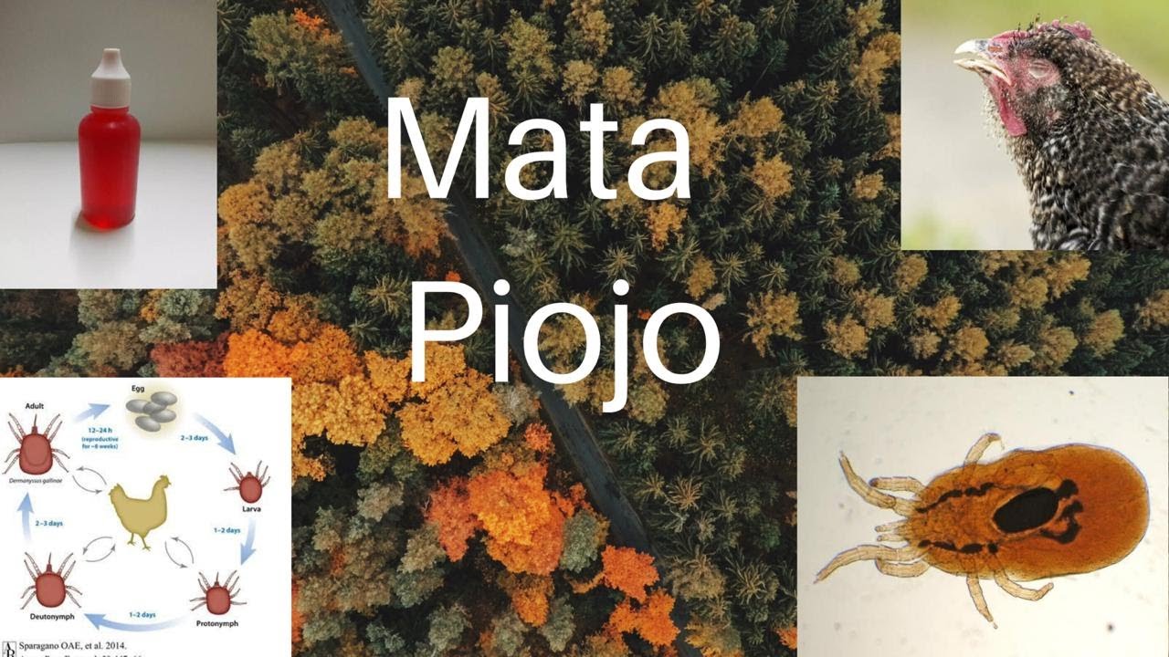 como eliminar rápidamente los piojos y gorupos de tus gallos y otras ...