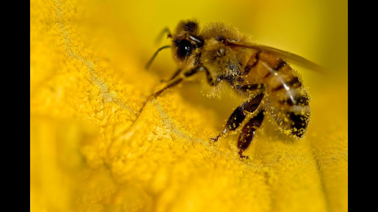 La danza delle api | Paolo Fontana - YouTube