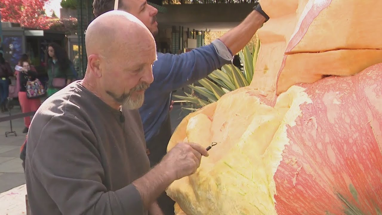 Giant pumpkin carving underway at New York Botanical Garden - YouTube
