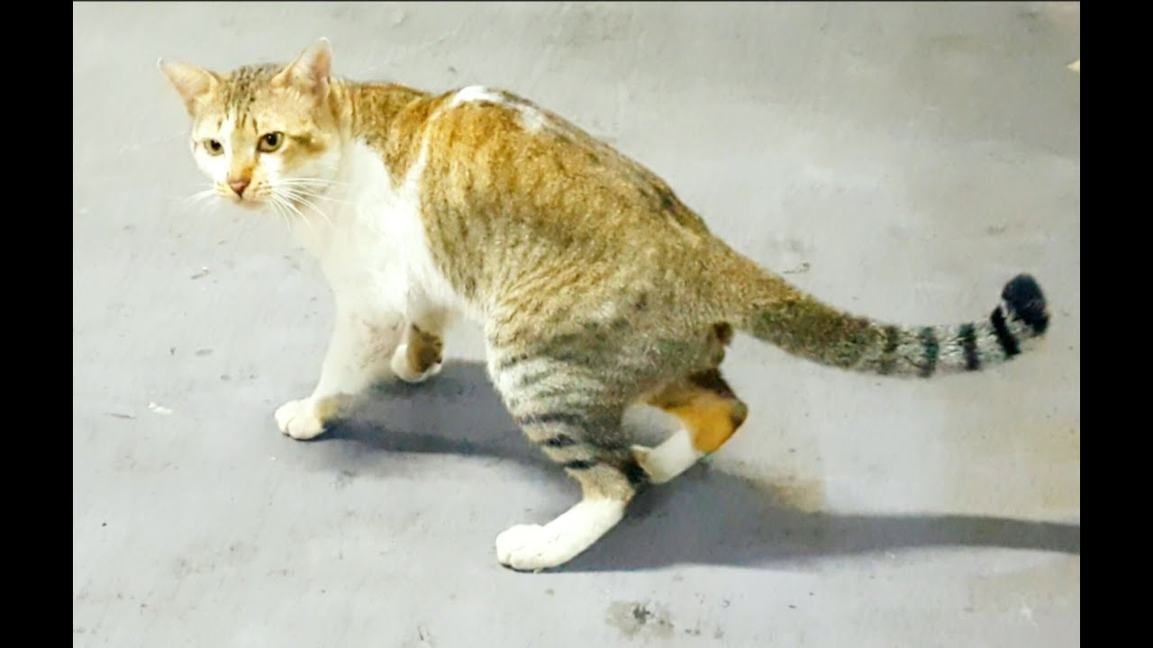 To day Cat CUTE satisfy with his foods - YouTube