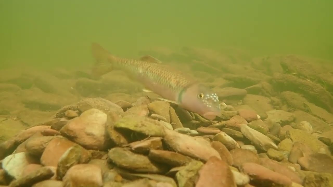 River Chub Making a Nest - YouTube