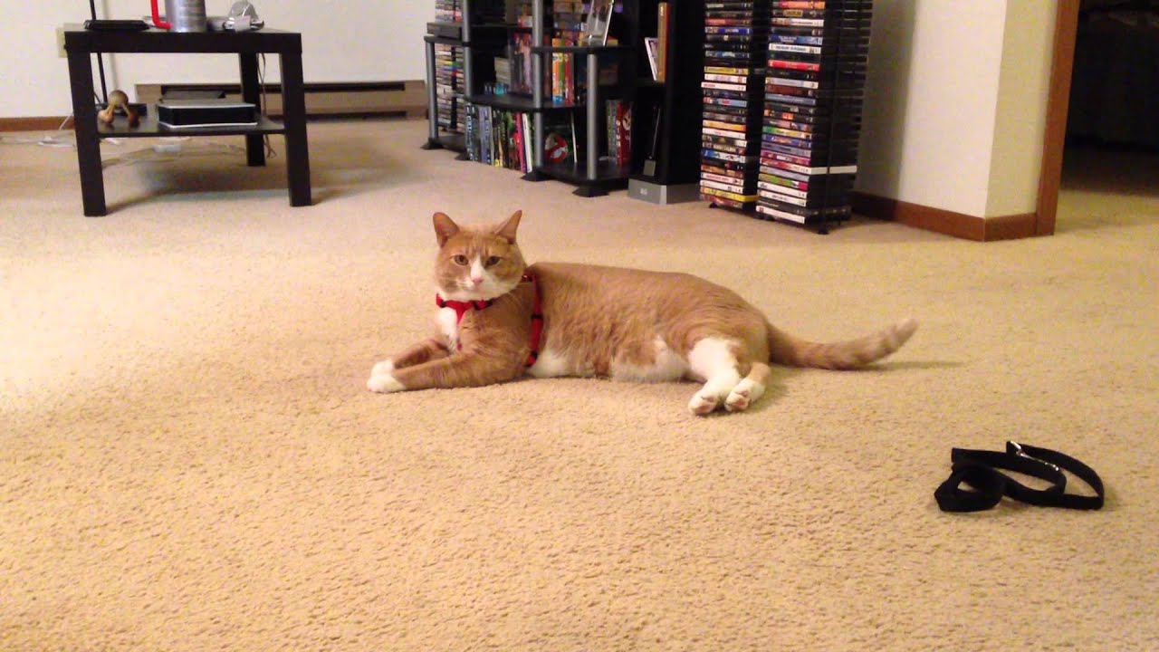 Fat cat trying to walk with harness, rolls instead - YouTube