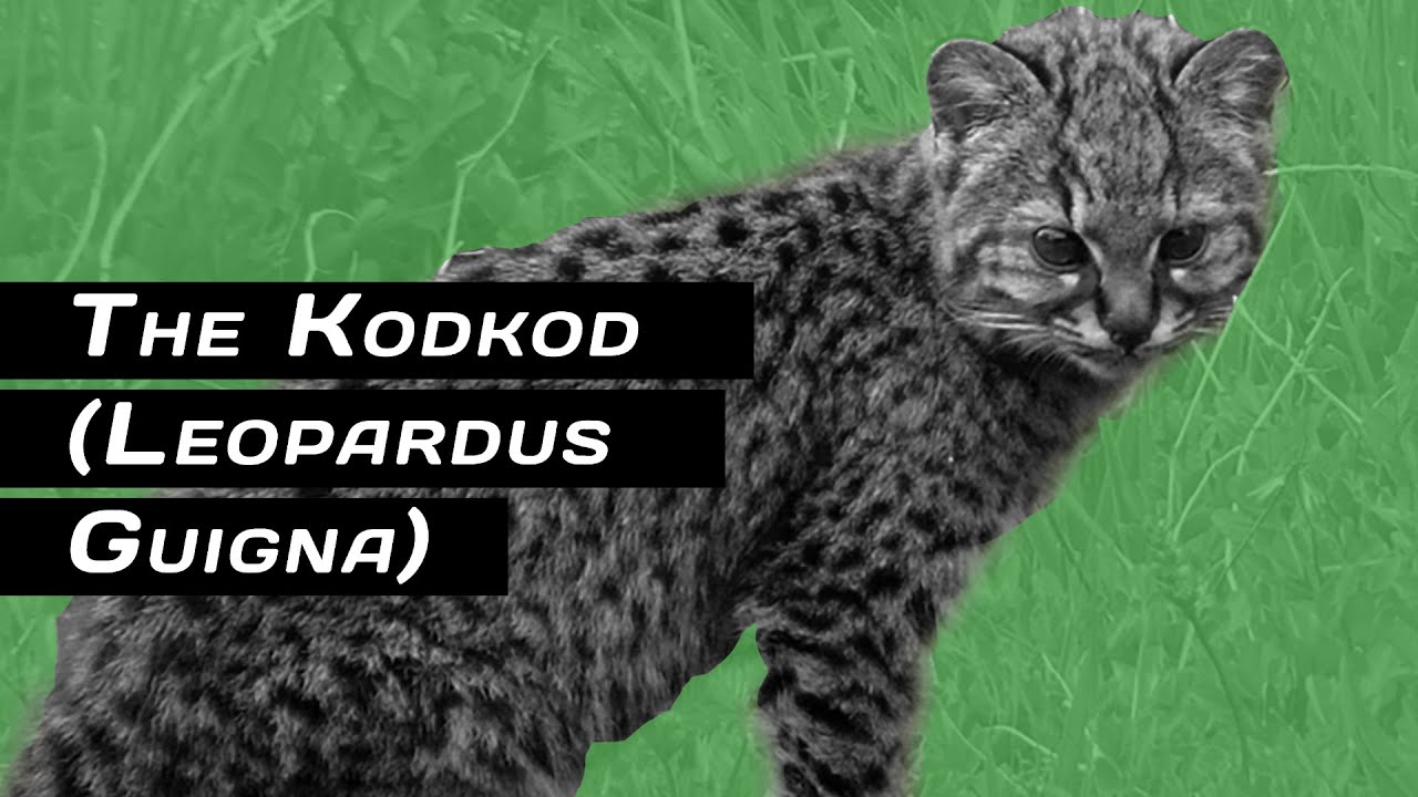 2 minutes on the kodkod | epistemia - YouTube