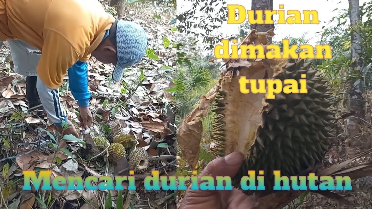 #vlog mencari durian di hutan/ dapat durian bolong bekas dimakan tupai ...