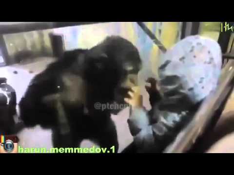 Gotumu ye-qoril vs usaq