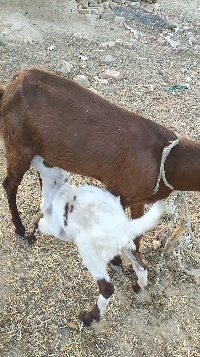 Baby goat drink milk from mother Breast - YouTube