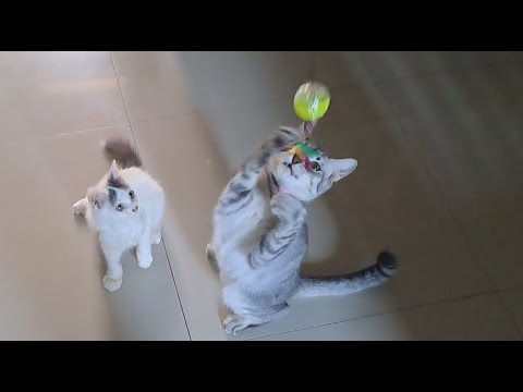 Funny Cat Jump || Funny Kitten Jump - YouTube