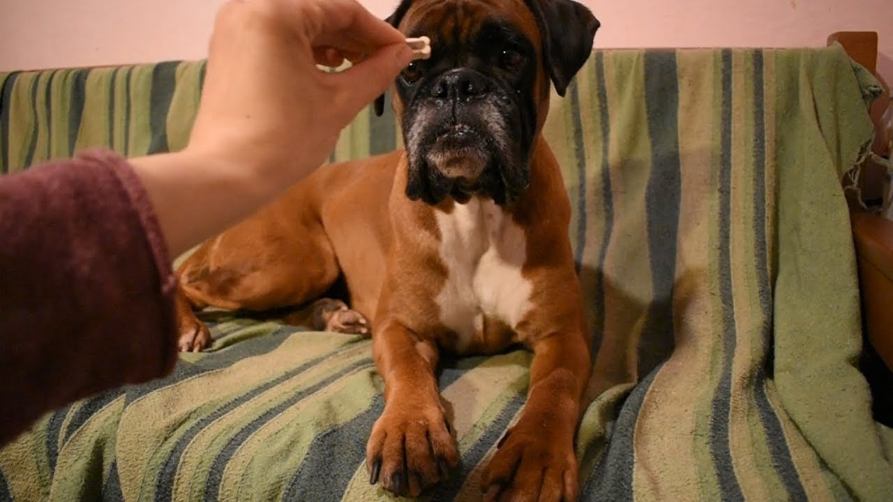 Spoiling Lara the boxer dog with treats - crinkly noises - YouTube