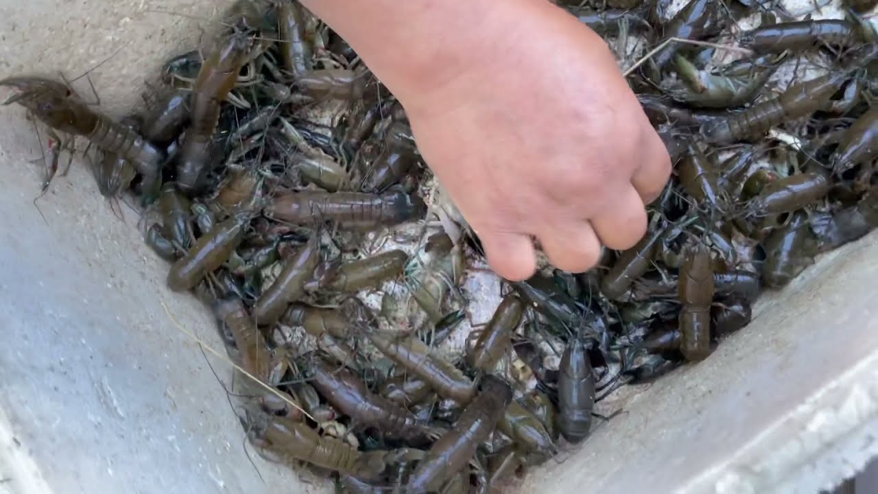 1000 plus yabbies. Clean out my yabby pond get ready for golden perch ...