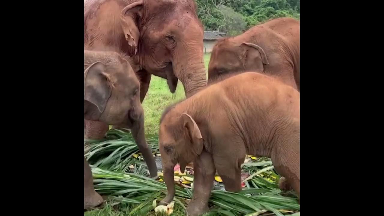 Elephants eating fruits | 果物を食べる象 | Wildlife | Animals #elephant # ...