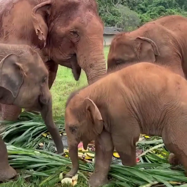 Elephants eating fruits | 果物を食べる象 | Wildlife | Animals #elephant # ...