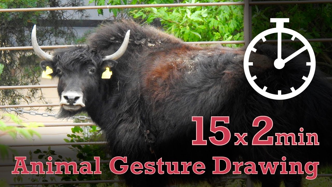 Animal Drawing References #93 - 15x2min poses - Yak - YouTube