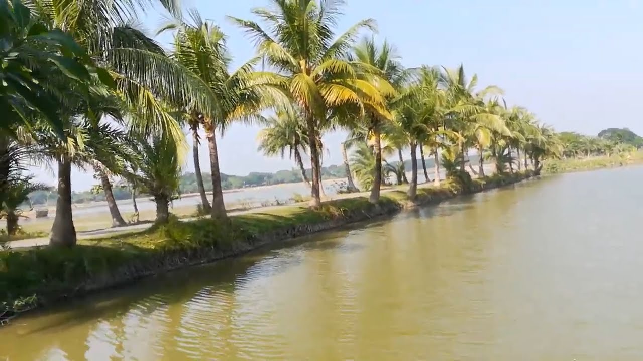 BEAUTIFUL RURAL BANGLADESH l COCONUT TREE - YouTube