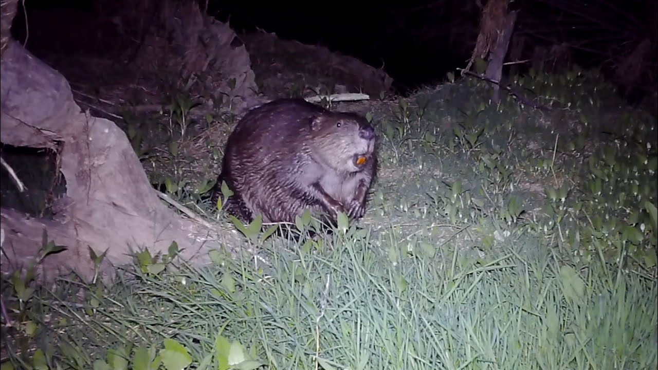 Castor europeo. Castor fiber. Eurasian beaver. Garza real. Zorro rojo ...