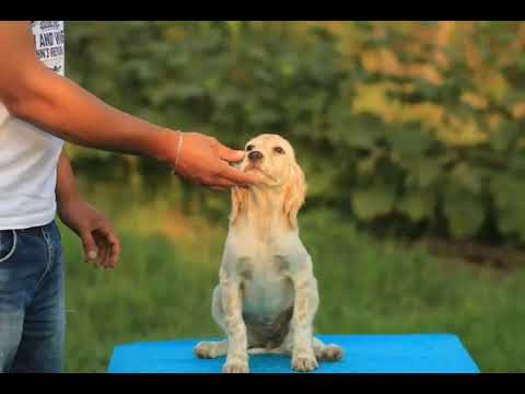 Neras Setter puppy (pierias gass x Nera)