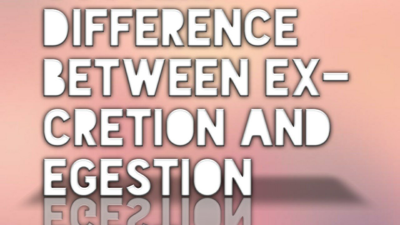 Difference Between Excretion and Egestion @ introduction: Excretory ...