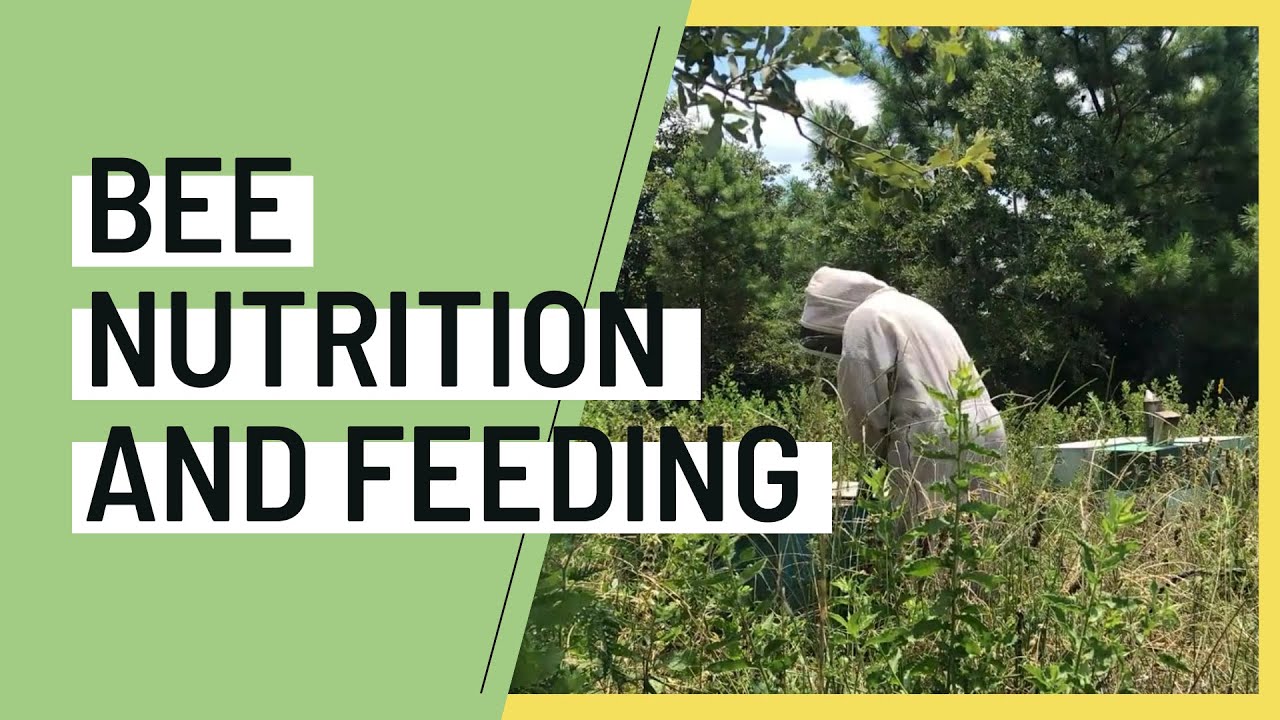 Honey Bee Nutrition & Feeding w/ Prime Bees Apiary - YouTube