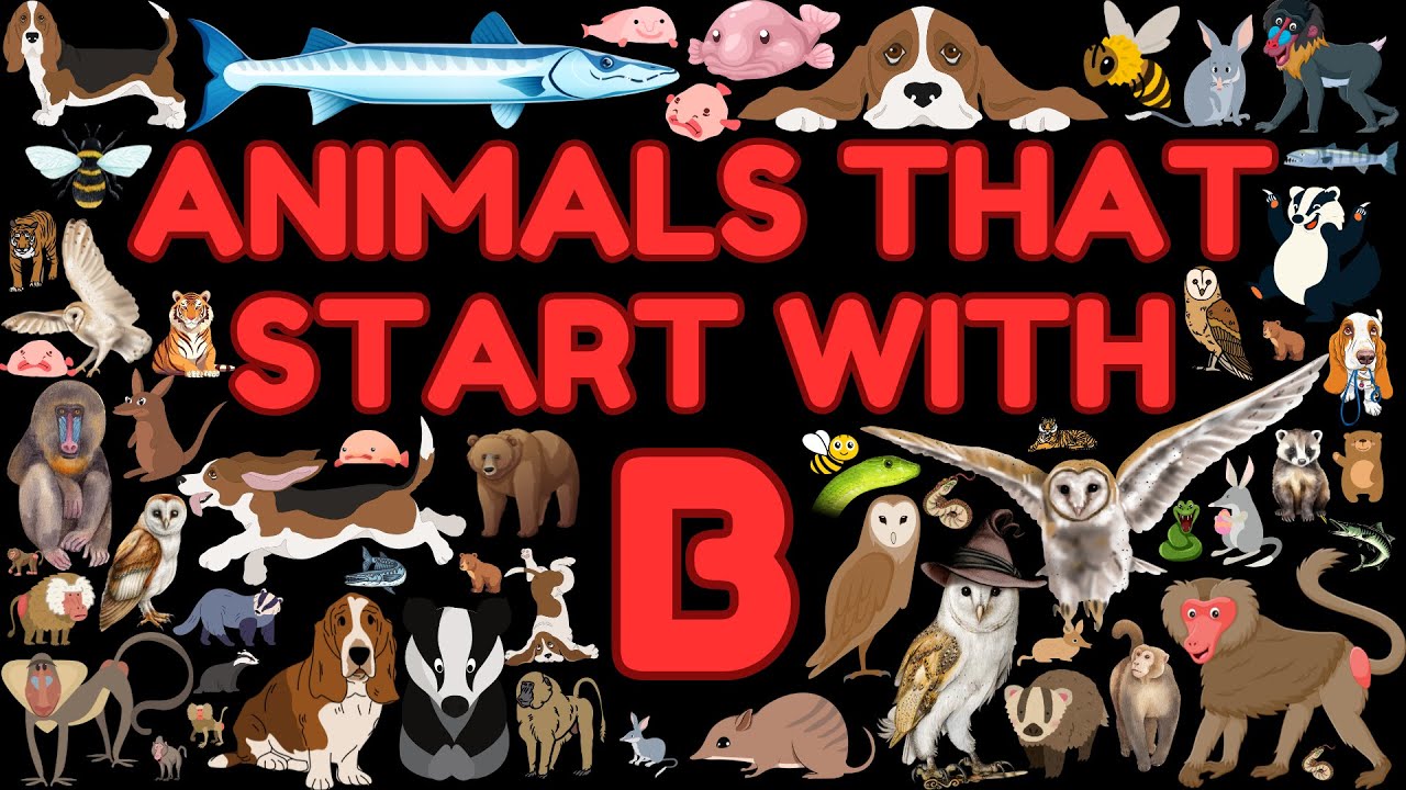 33 Animals That Start With The Letter B for Children | Eager Minds ...