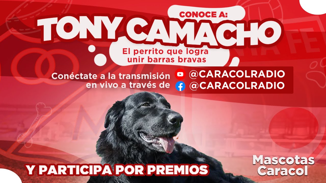 EN VIVO I Conoce a Tony, El perrito que logra unir barras bravas. - YouTube