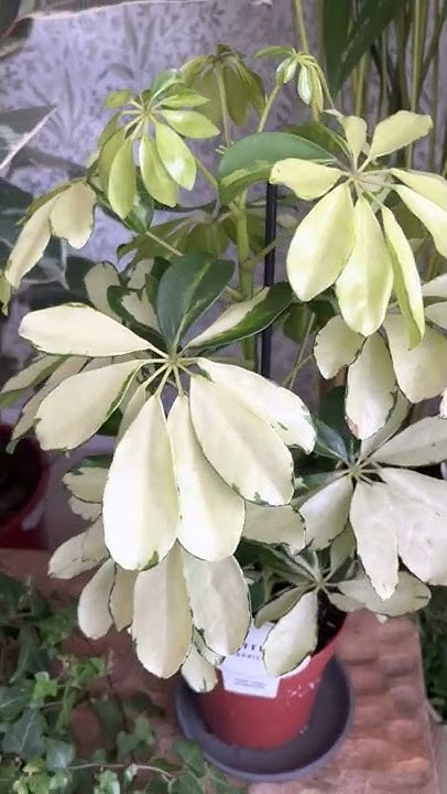 Шефлера пестролистная, Н47. Заказать в СПб inst @janaplants - YouTube