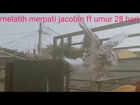 melatih merpati jacobin ff umur 28 hari - YouTube