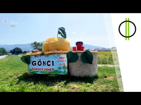 Gönci barack ünnep
