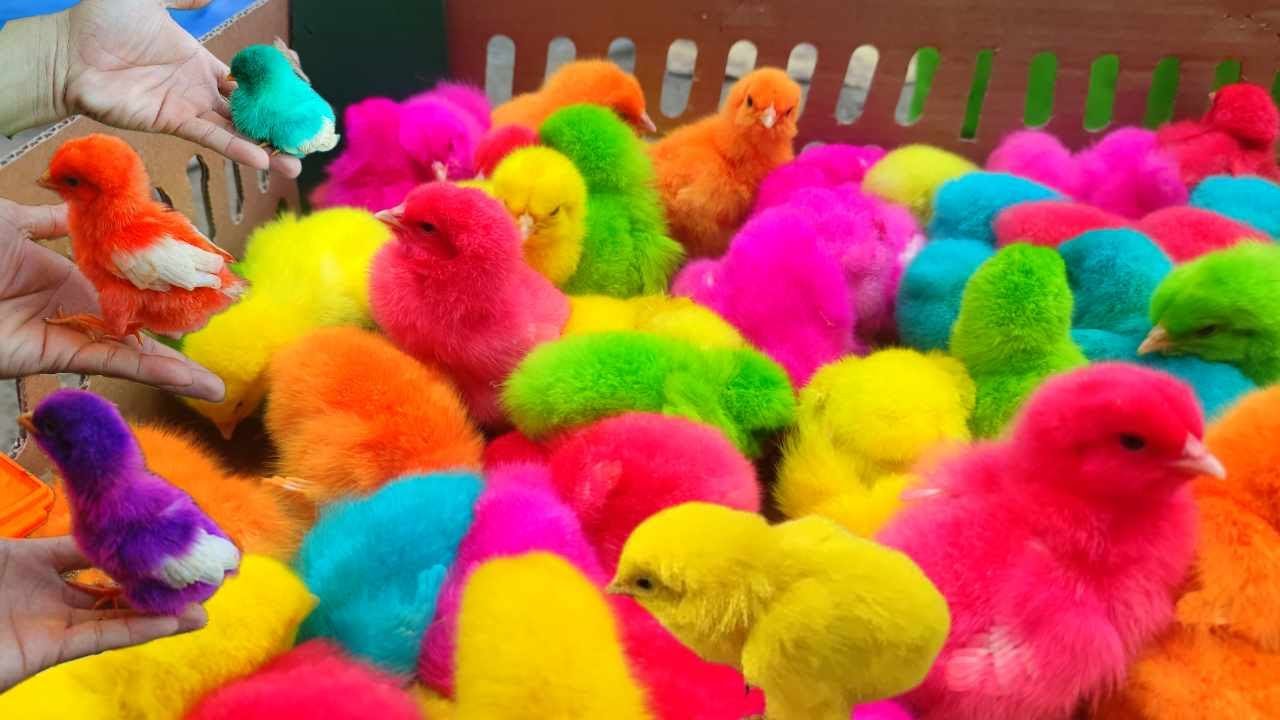 Tangkap Ayam Lucu Ayam warna warni, Ayam Rainbow, Bebek angsa, hewan ...