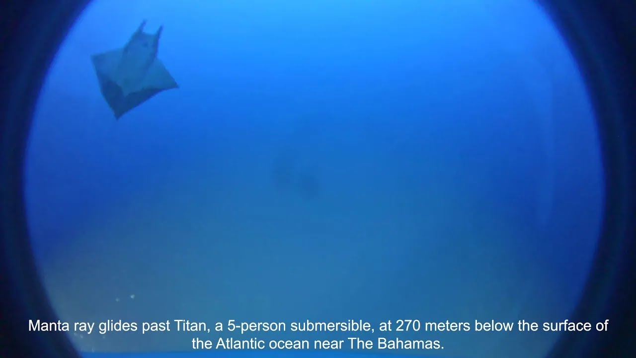 Manta ray spotted from Manned Submersible at 270 meters - YouTube