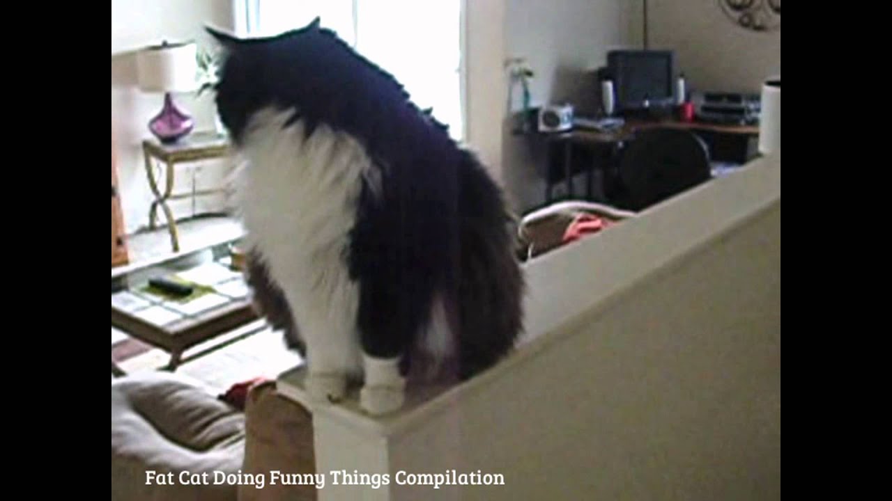 Fat Cats Doing Funny Things Compilation 2016 | Fat Cat Funny - YouTube
