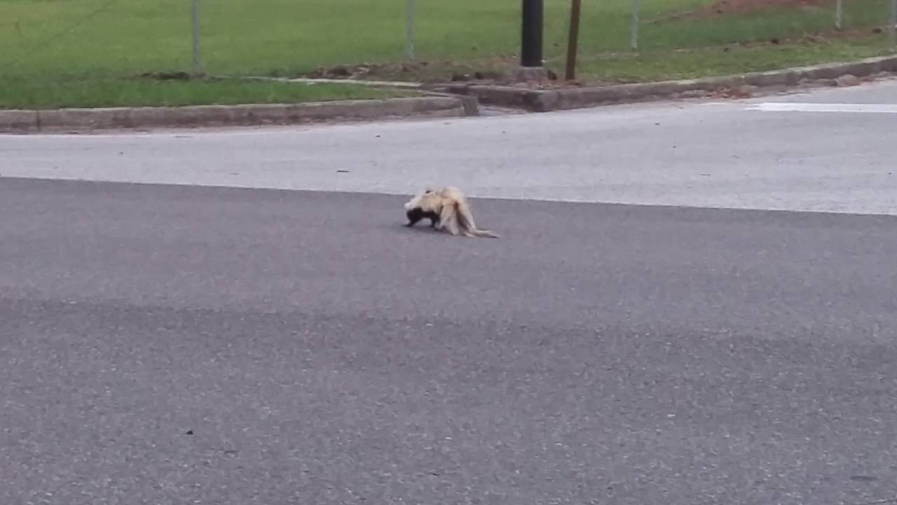Skunk gets hit by a van live - YouTube