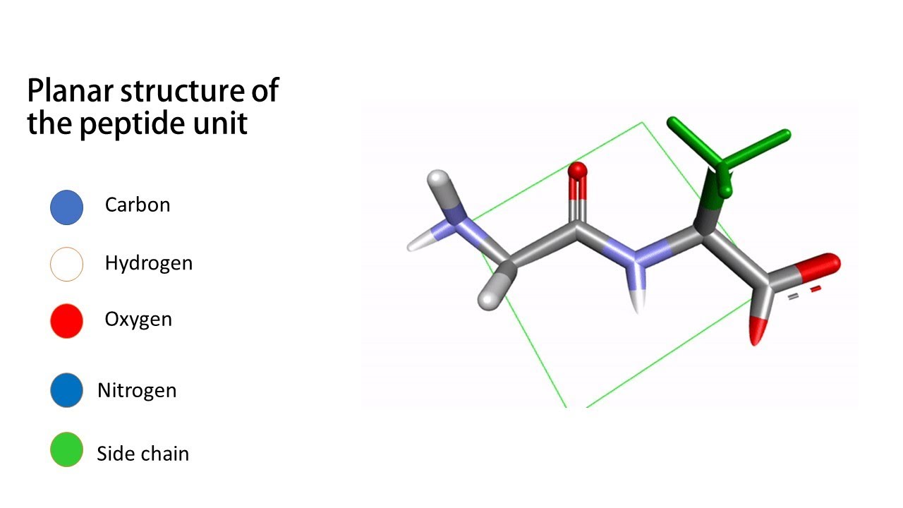 Musical: Why does the Peptide Unit have a Planar Structure? - YouTube